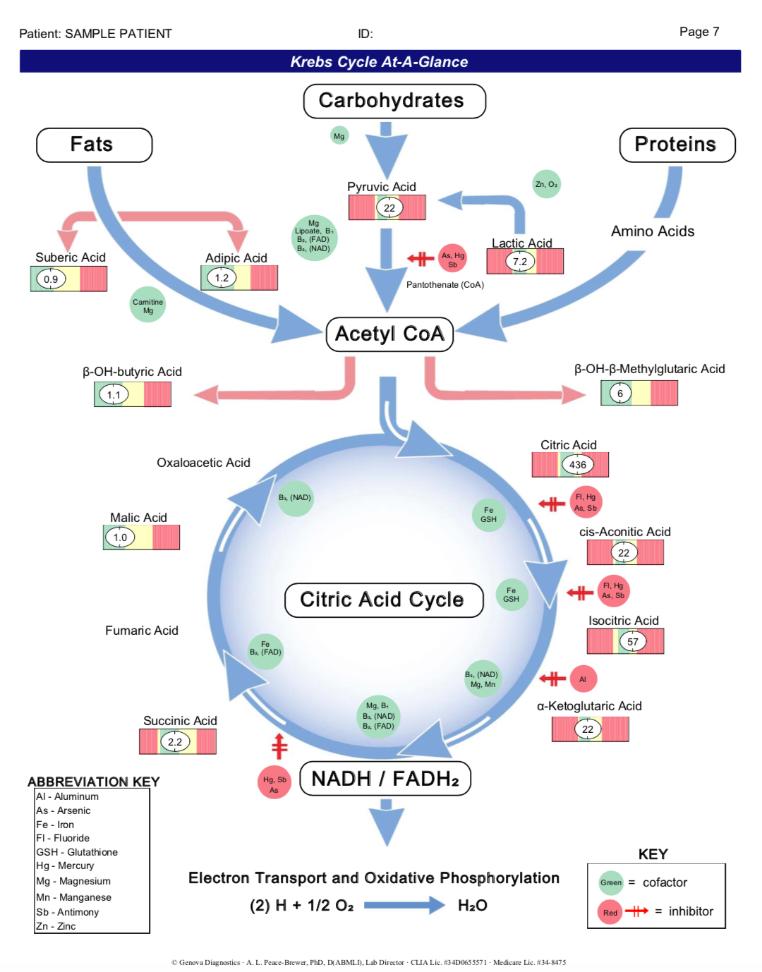 OAT Organic Acid Test - Genova - USA ONLY – Spectrum Awakening
